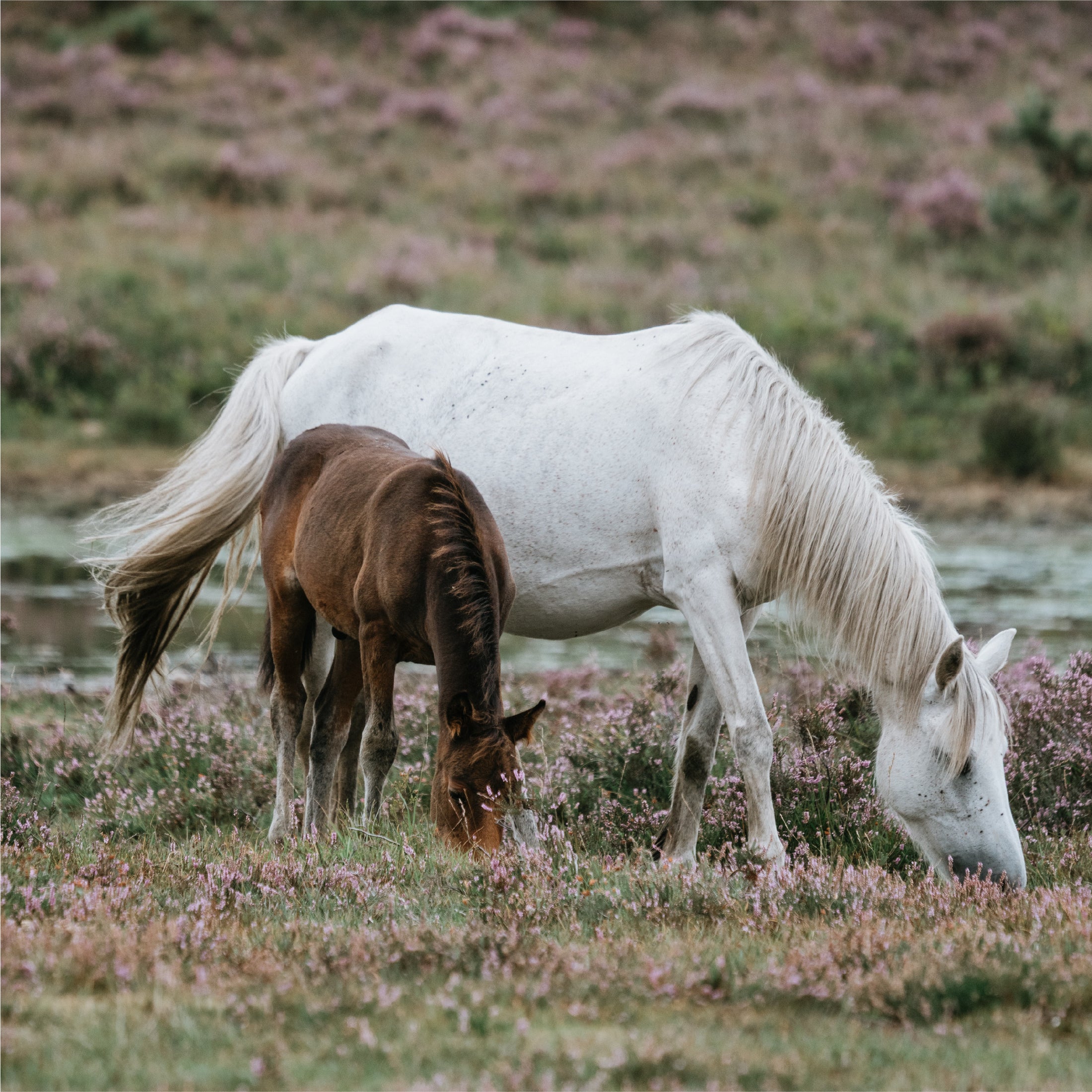 Primitive House Farm I Natural Health + Beauty Products made in Maine